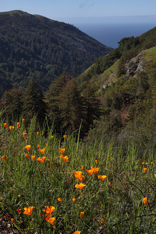 Santa Lucia Wilderness (Fullerton, San Gabriel, Atascadero: mattress ...